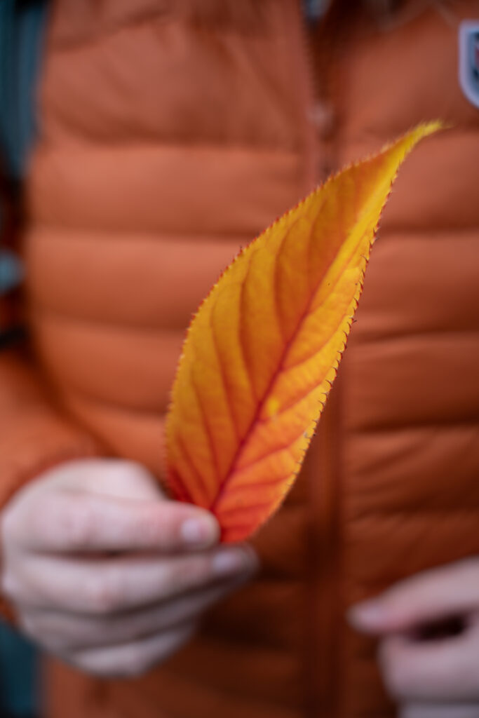 The Trekitt Vegan Range - Trekitt Blog